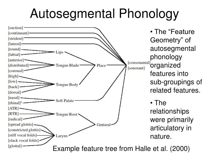 PPT - Articulation and Coarticulation PowerPoint Presentation - ID:6846238
