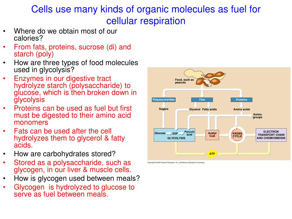 Ppt Ch 6 Cellular Respiration Powerpoint Presentation Free Download Id6846415