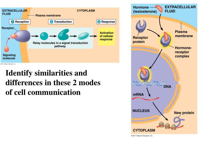 PPT - CELL -CELL INTERACTIONS CH 11 PowerPoint Presentation - ID:6848686