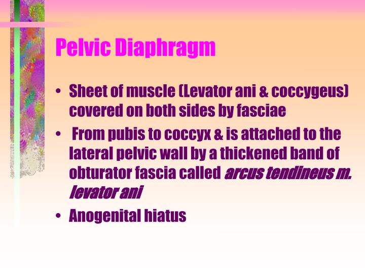 PPT - Pelvic Anatomy from a Laparoscopic Perspective PowerPoint ...