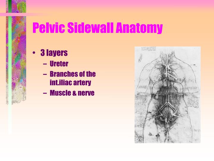 PPT - Pelvic Anatomy from a Laparoscopic Perspective PowerPoint ...