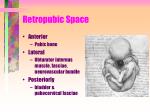 PPT - Pelvic Anatomy from a Laparoscopic Perspective PowerPoint ...
