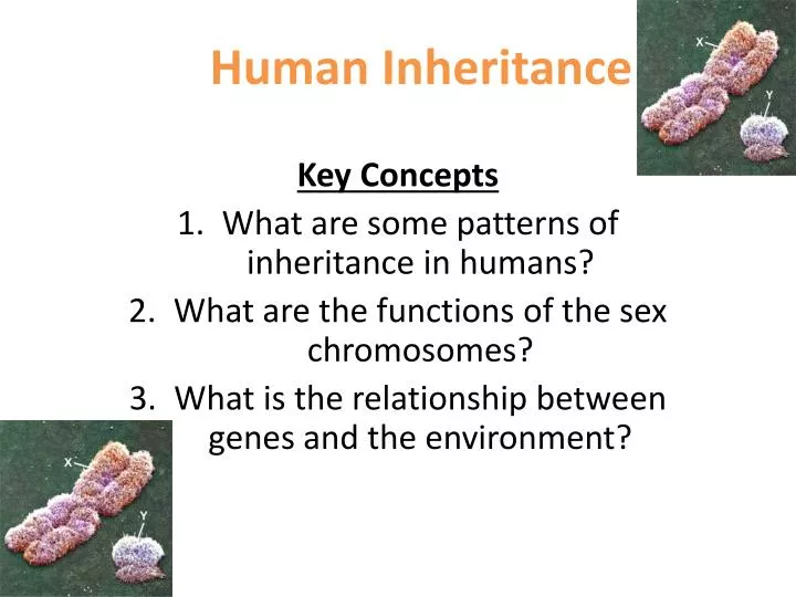 Ppt Human Inheritance Powerpoint Presentation Free Download Id 6852385