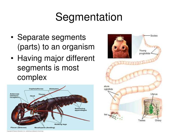 PPT - Kingdom Animalia PowerPoint Presentation - ID:6854060