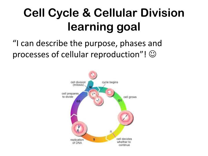 PPT - The Cell Cycle & Cell Division PowerPoint Presentation - ID:6854294