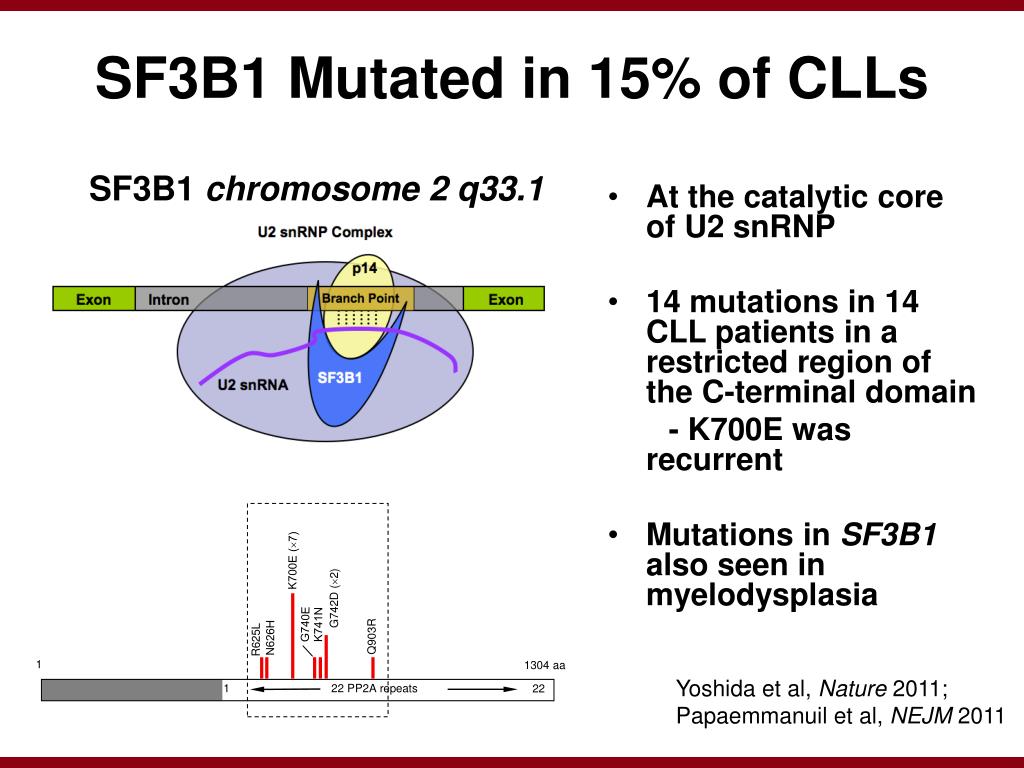 PPT - Making Sense of Novel Prognostics: NOTCH1, SF3B1 Jennifer R Brown ...