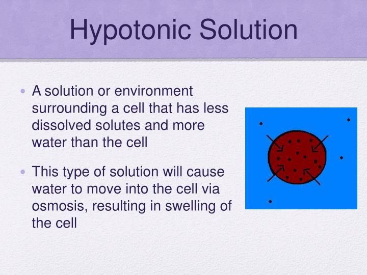 PPT - Cell Transport & Homeostasis Key Terms PowerPoint Presentation ...