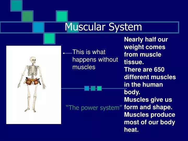 PPT - Muscular System PowerPoint Presentation, free download - ID:6857455