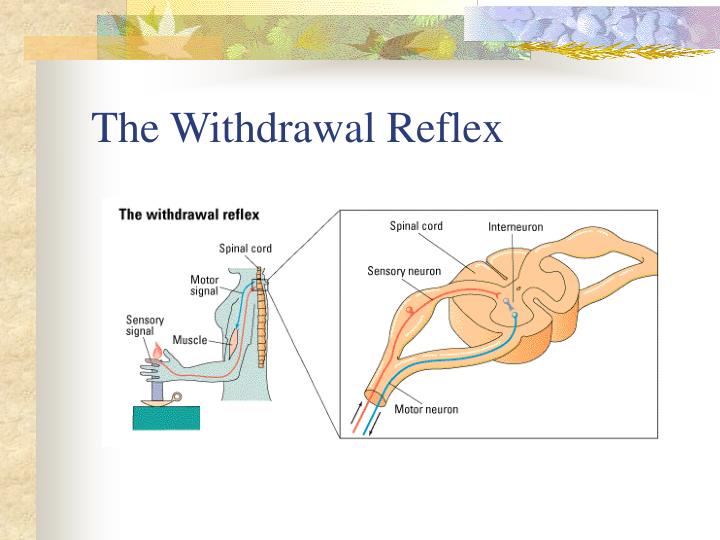 PPT - Neurons, Hormones, and the Brain PowerPoint Presentation - ID:6857829