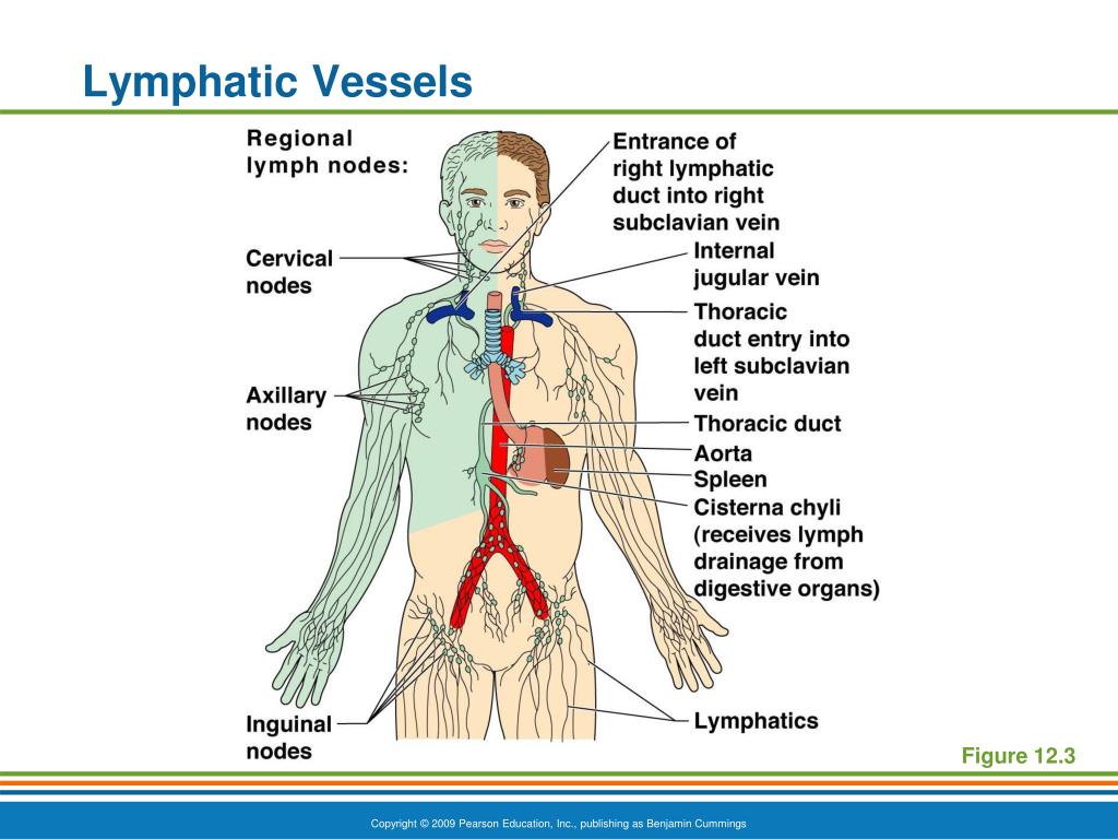 Ppt The Lymphatic System And Body Defenses Powerpoint Presentation
