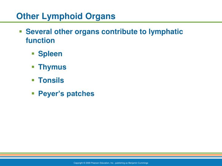 PPT - The Lymphatic System and Body Defenses PowerPoint Presentation ...