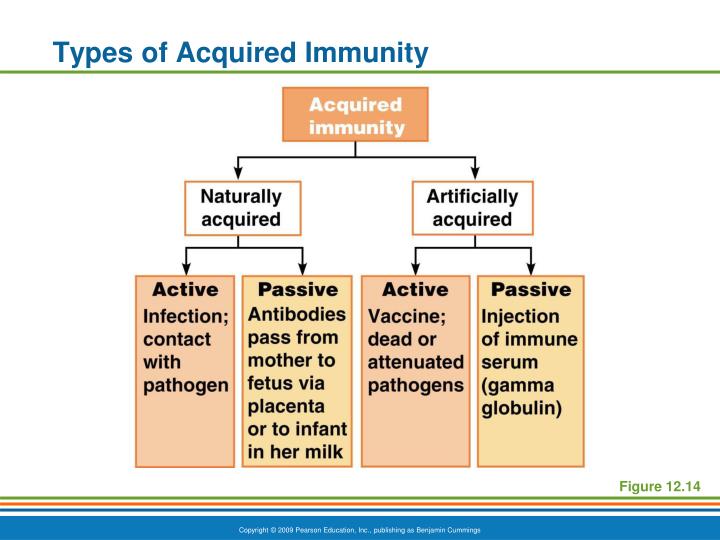 PPT - The Lymphatic System and Body Defenses PowerPoint Presentation ...