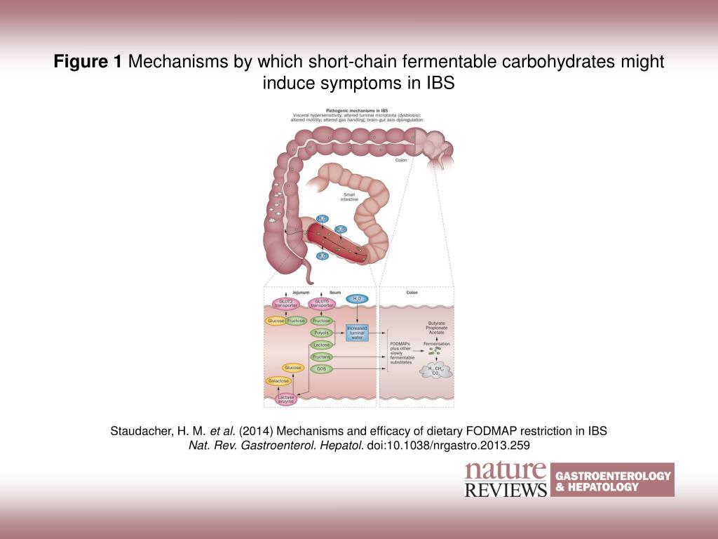 PPT - Figure 1 Mechanisms by which short-chain fermentable ...