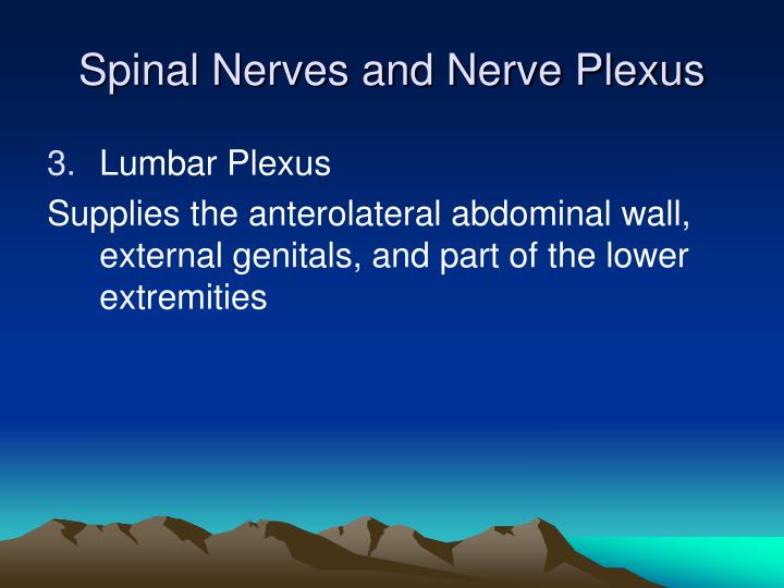 PPT - Spinal Cord and Spinal Nerves PowerPoint Presentation - ID:6861234