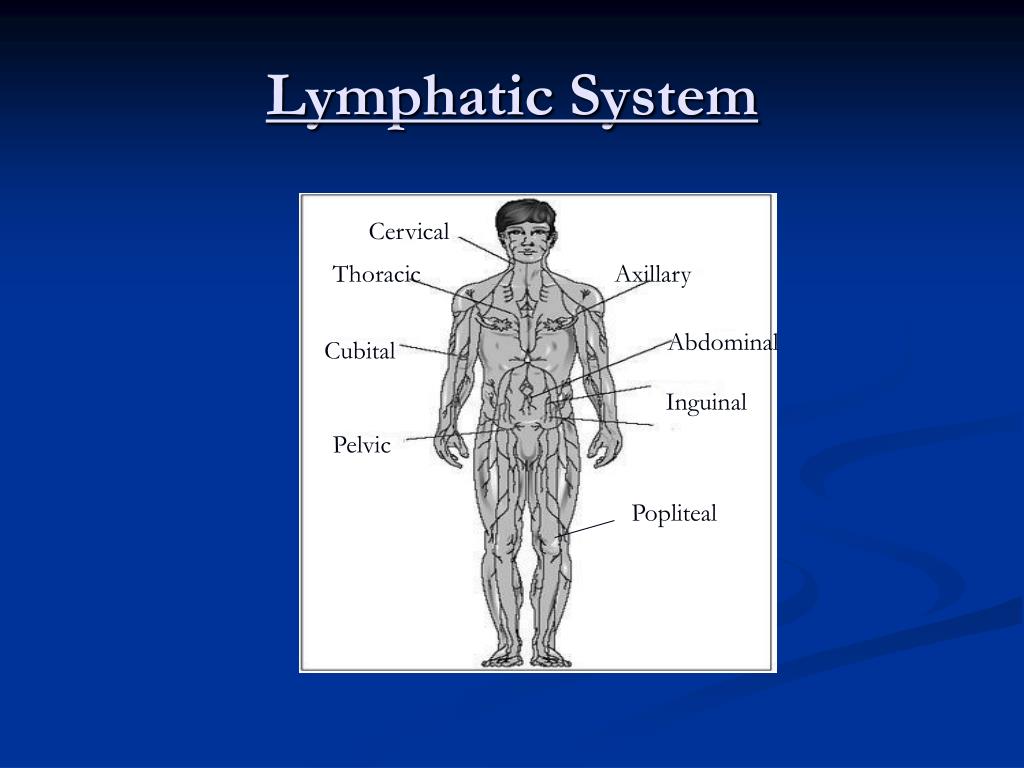 PPT - Biology 161 Lab 4 - Blood Vessels, Lymphatics , Pressure Points ...