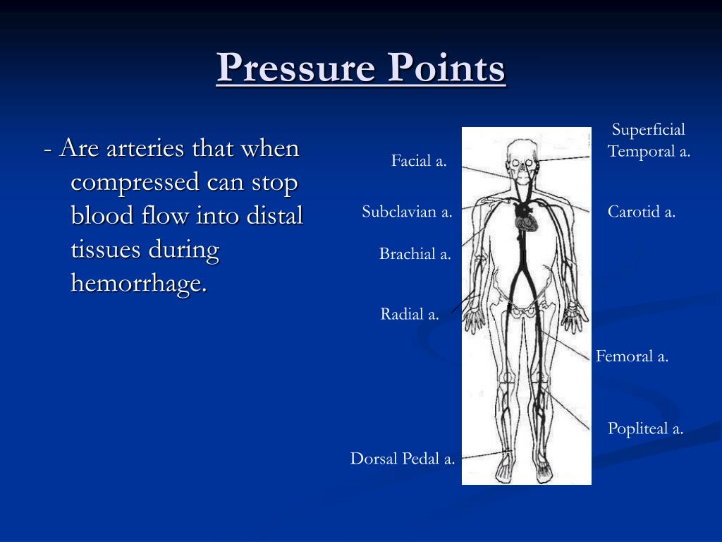 PPT - Biology 161 Lab 4 - Blood Vessels, Lymphatics , Pressure Points ...