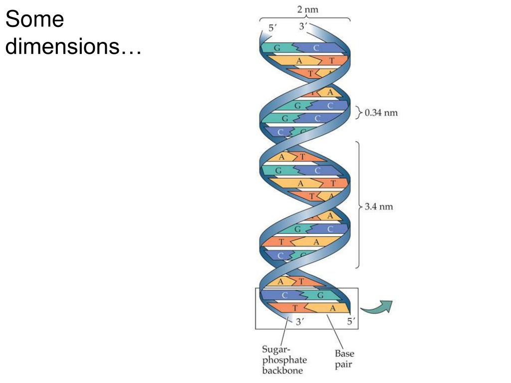Ppt Discovery Of Dna Powerpoint Presentation Free Download Id 6864065