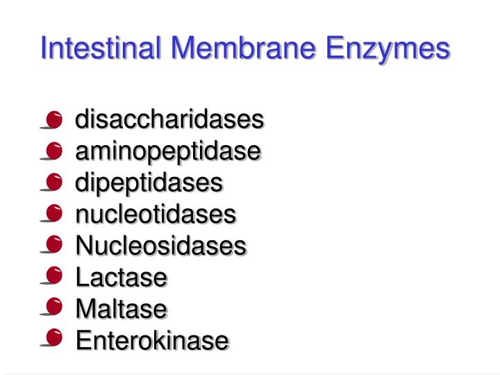 PPT - Digestive System PowerPoint Presentation - ID:6864426