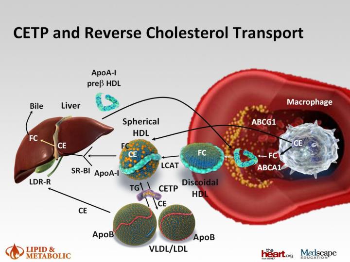 PPT - The Role of CETP in Reverse Cholesterol Transport: Will Its ...