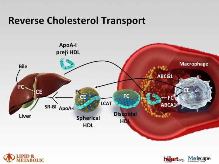 PPT - The Role of CETP in Reverse Cholesterol Transport: Will Its ...