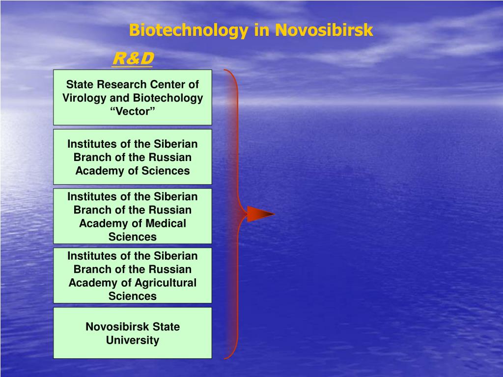 PPT - Biotechnology education at the Novosibirsk State University ...