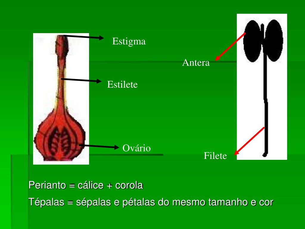 PPT - Características Gerais das Plantas PowerPoint Presentation, free ...