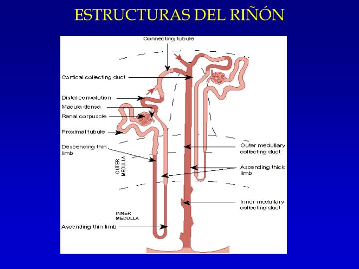PPT - FISIOLOGÍA RENAL (Estructura, funciones, compartimientos líquidos ...