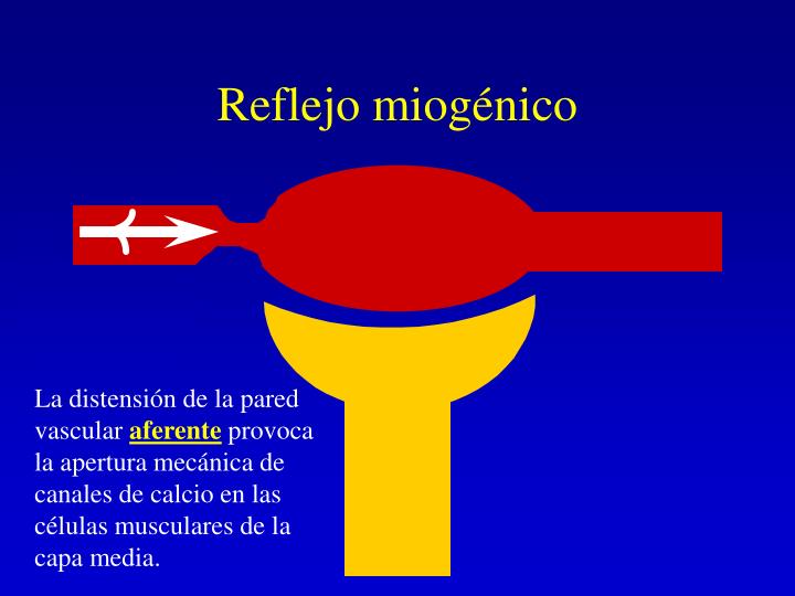 PPT - FISIOLOGÍA RENAL (Estructura, funciones, compartimientos líquidos ...
