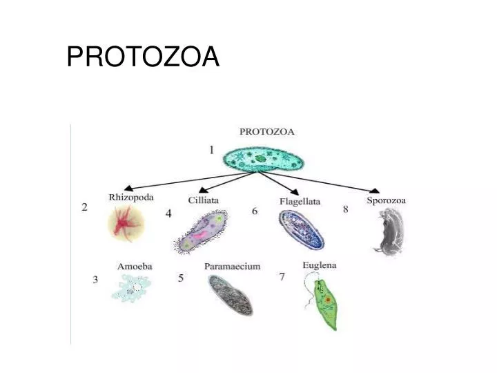 PPT - PROTOZOA PowerPoint Presentation, free download - ID:6871074