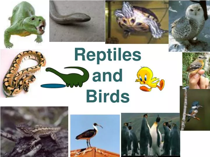 PPT - Reptiles and Birds PowerPoint Presentation, free download - ID ...