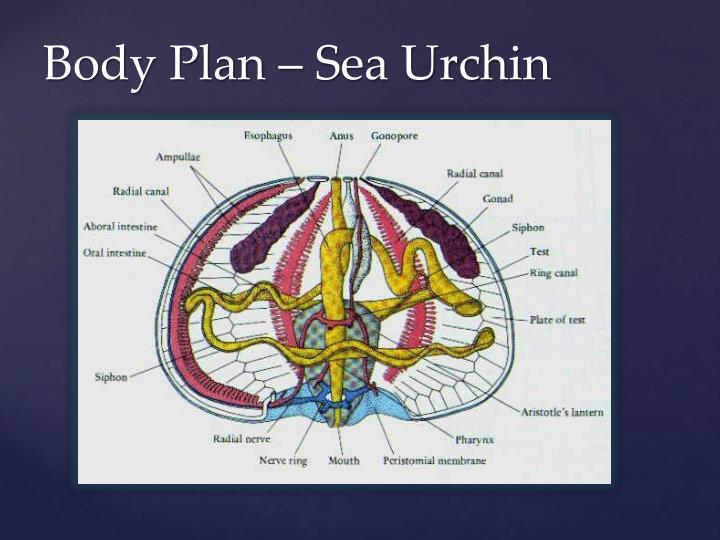 PPT - Echinoderms PowerPoint Presentation - ID:6875427