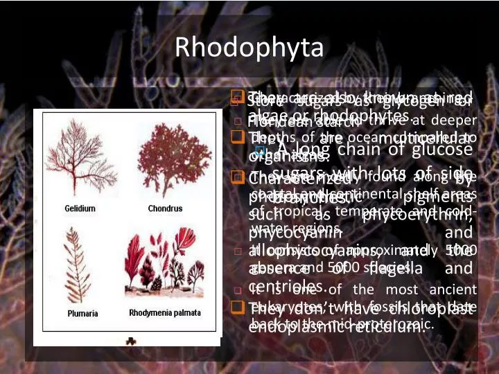 PPT - Rhodophyta PowerPoint Presentation, free download - ID:6875460
