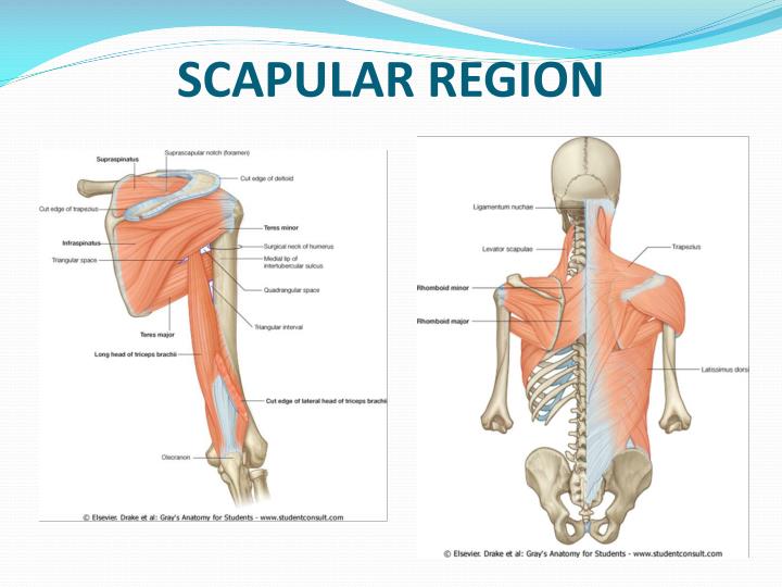PPT - بسم الله الرحمن الرحيم PowerPoint Presentation - ID:6875479