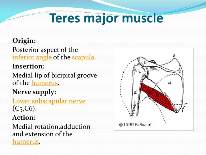 Teres Major Muscle Anatomy Function Clinical Aspects Kenhub