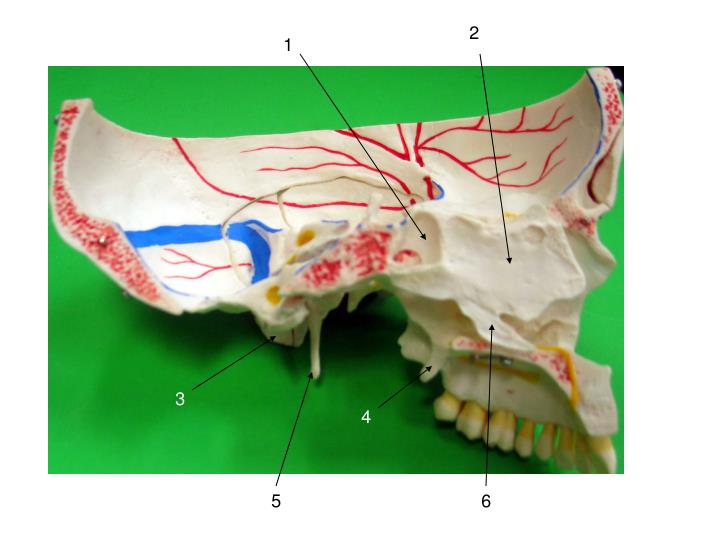 PPT - Incisive foramen PowerPoint Presentation - ID:6875522