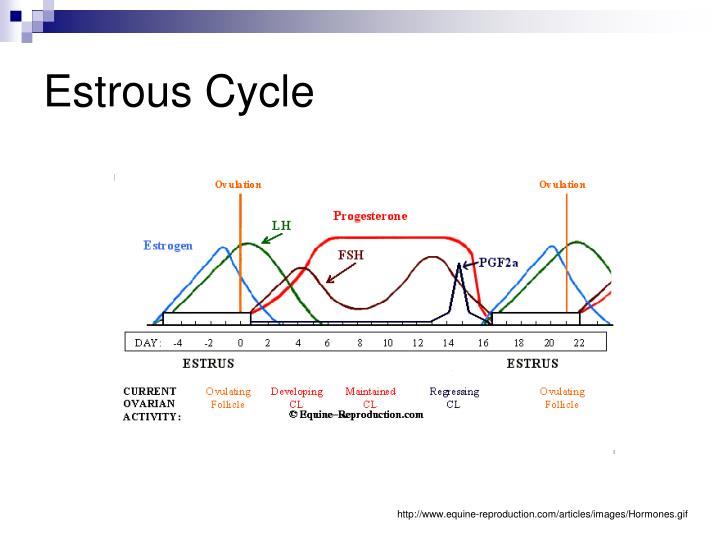 PPT - Estrous Cycle PowerPoint Presentation - ID:6876192