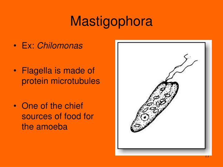 PPT - PROTISTS PowerPoint Presentation - ID:6876715