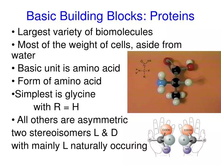 PPT - Basic Building Blocks: Proteins PowerPoint Presentation, free ... PPT - Basic Building Blocks: Proteins PowerPoint Presentation, free ...