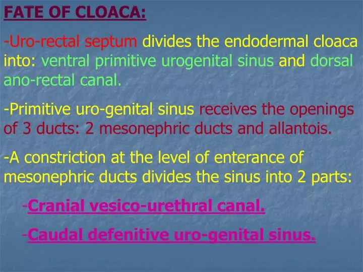 PPT - FATE OF CLOACA: PowerPoint Presentation, free download - ID:6876909