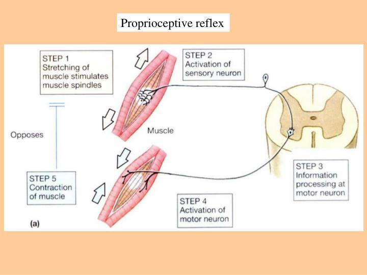 PPT - Dr. Altdorfer: Microscopy of the spinal cord, proprioceptive and ...
