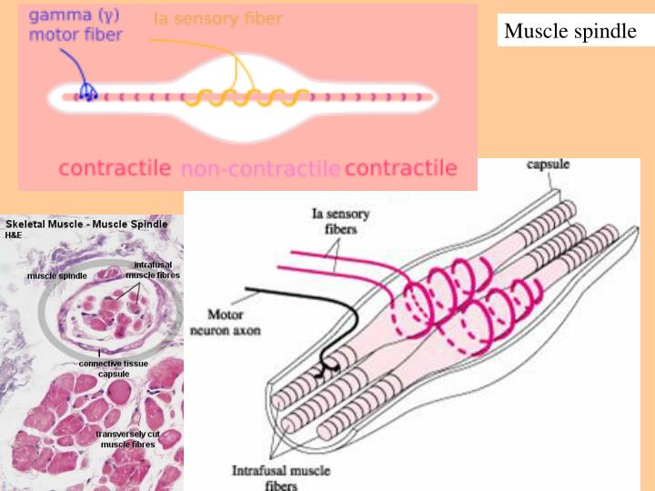 PPT - Dr. Altdorfer: Microscopy of the spinal cord, proprioceptive and ...