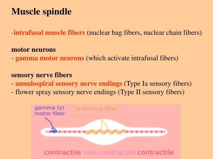 PPT - Dr. Altdorfer: Microscopy of the spinal cord, proprioceptive and ...