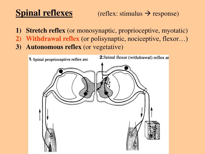 PPT - Dr. Altdorfer: Microscopy of the spinal cord, proprioceptive and ...