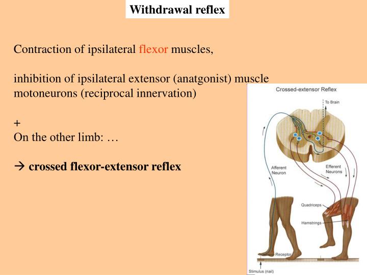 PPT - Dr. Altdorfer: Microscopy of the spinal cord, proprioceptive and ...