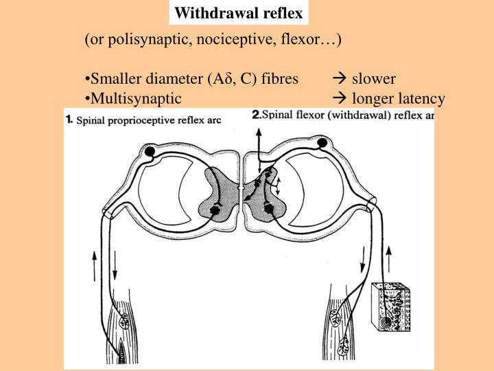 PPT - Dr. Altdorfer: Microscopy of the spinal cord, proprioceptive and ...