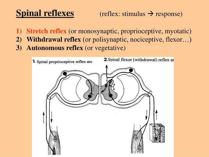 PPT - Dr. Altdorfer: Microscopy of the spinal cord, proprioceptive and ...