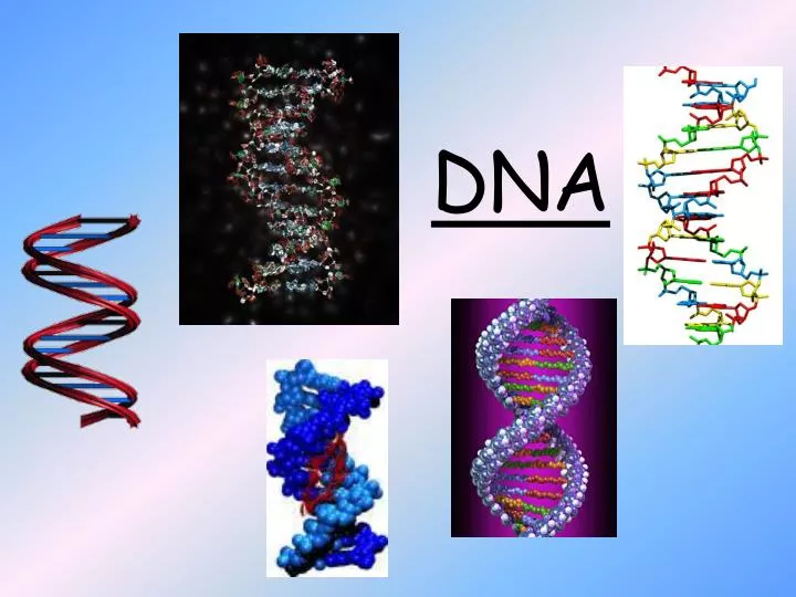 PPT - DNA PowerPoint Presentation, free download - ID:6878183
