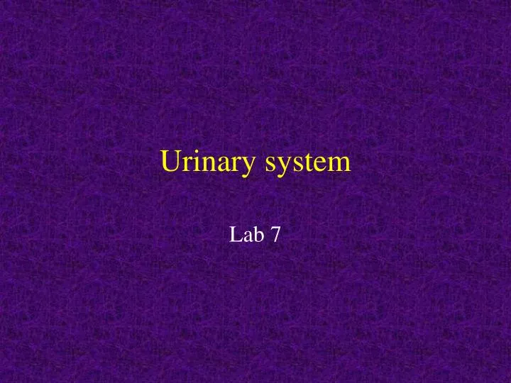 PPT - Urinary system PowerPoint Presentation, free download - ID:6878398