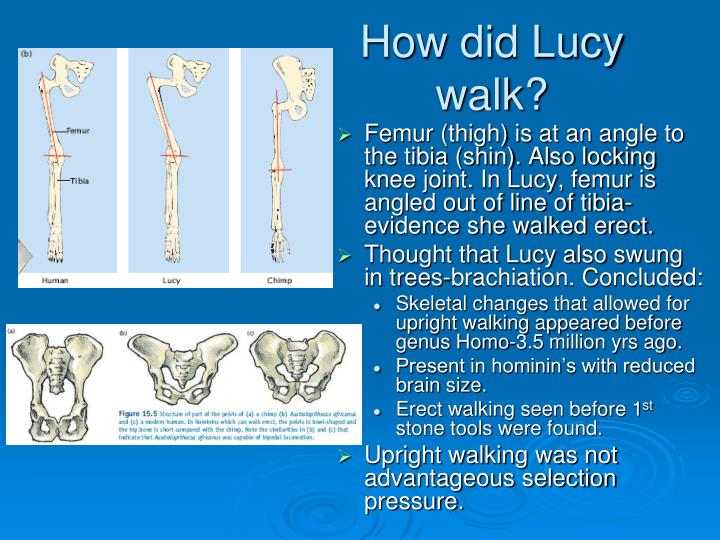 PPT - Hominin Evolution PowerPoint Presentation - ID:6878797