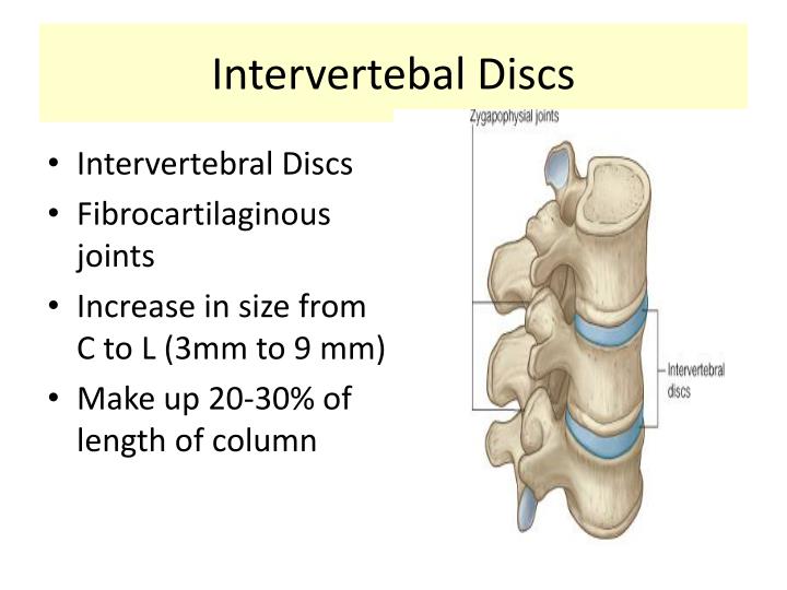 PPT - Anatomy of the vertebral column PowerPoint Presentation - ID:6878956